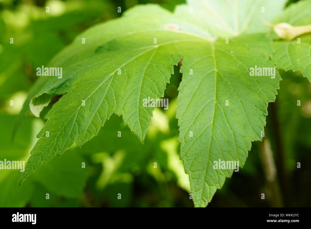 Cabbage White Butterfly Caterpillar Stock Photo - Alamy