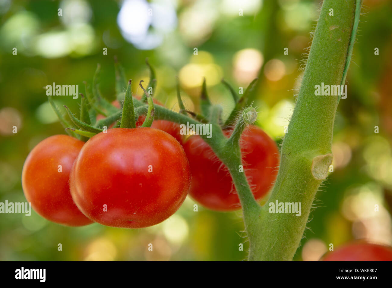 Four round red tomatoes are growing on the bush Stock Photo - Alamy