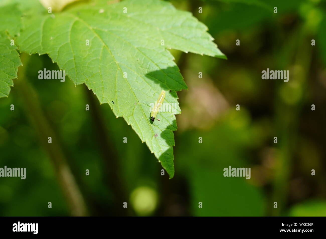 Cabbage White Butterfly Caterpillar Stock Photo - Alamy