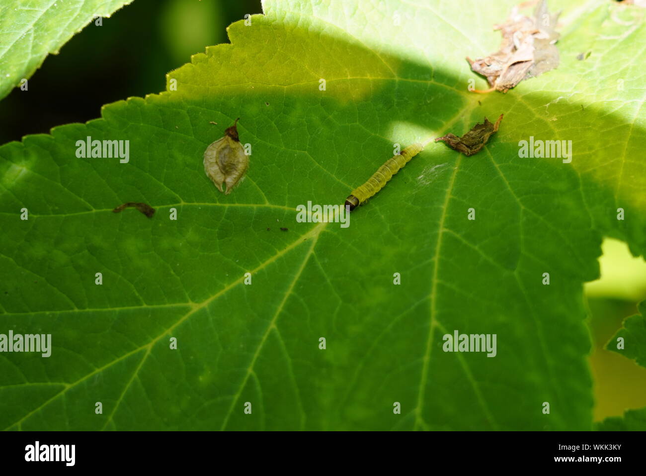 Cabbage White Butterfly Caterpillar Stock Photo - Alamy