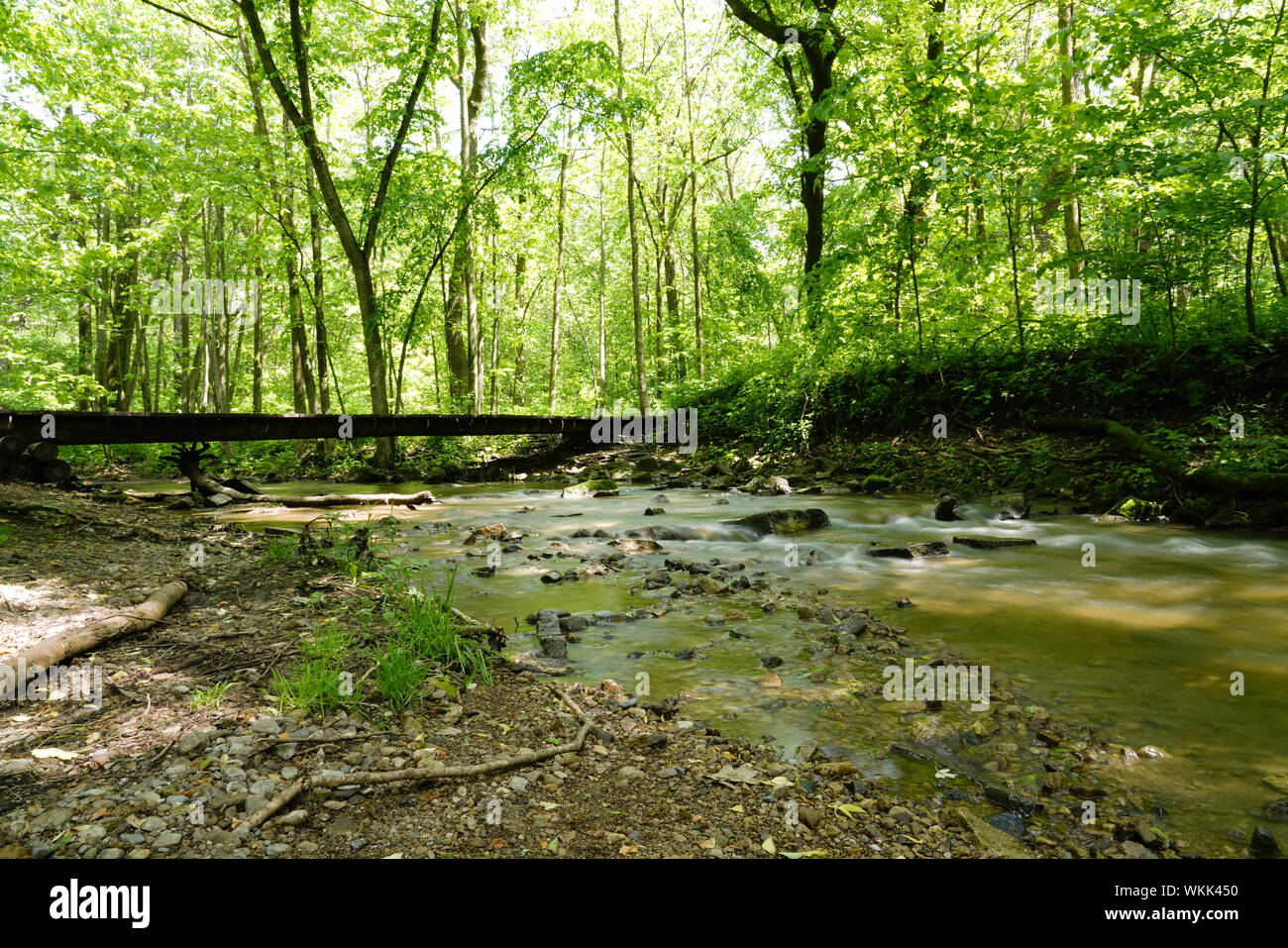 forest, trail, nature, landscape, green, tree, travel, mountain, park ...