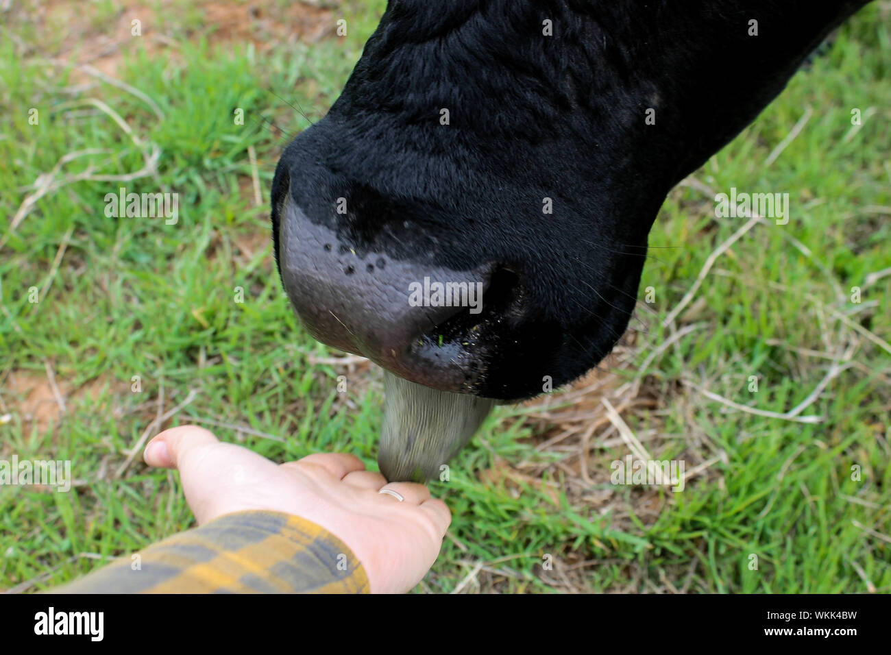 Black cow tongue hi-res stock photography and images - Alamy
