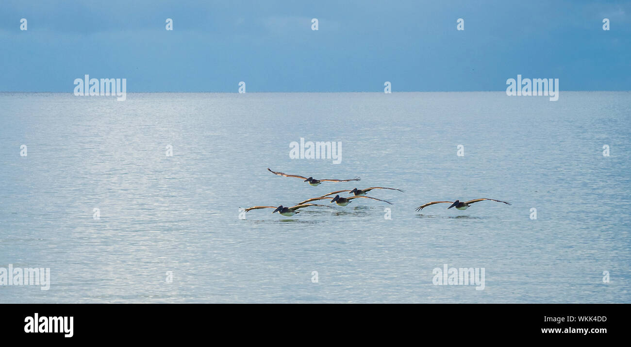 Flying birds formation hi-res stock photography and images - Alamy