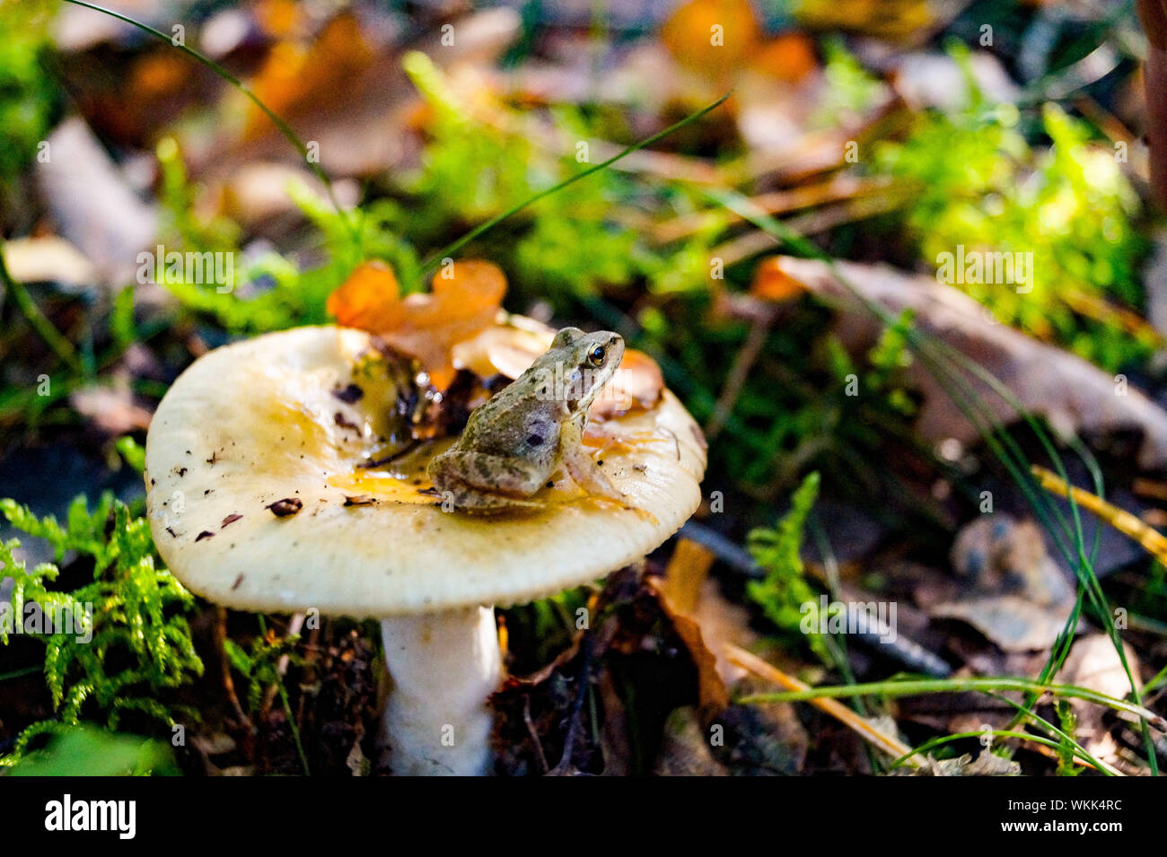Frog Mushroom High Resolution Stock Photography and Images - Alamy