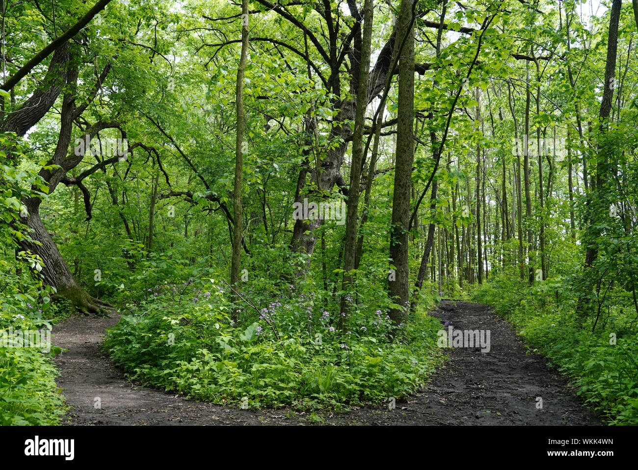 forest, trail, nature, landscape, green, tree, travel, mountain, park ...