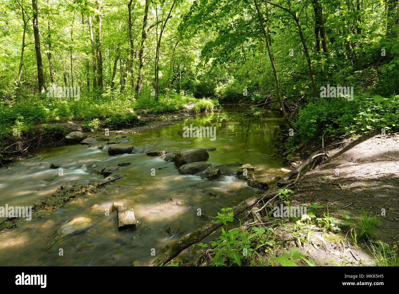 forest, trail, nature, landscape, green, tree, travel, mountain, park ...