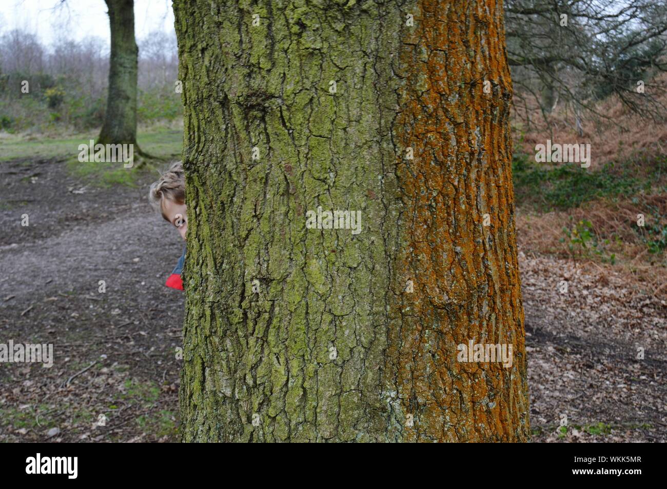 Boy behind tree hi-res stock photography and images - Alamy