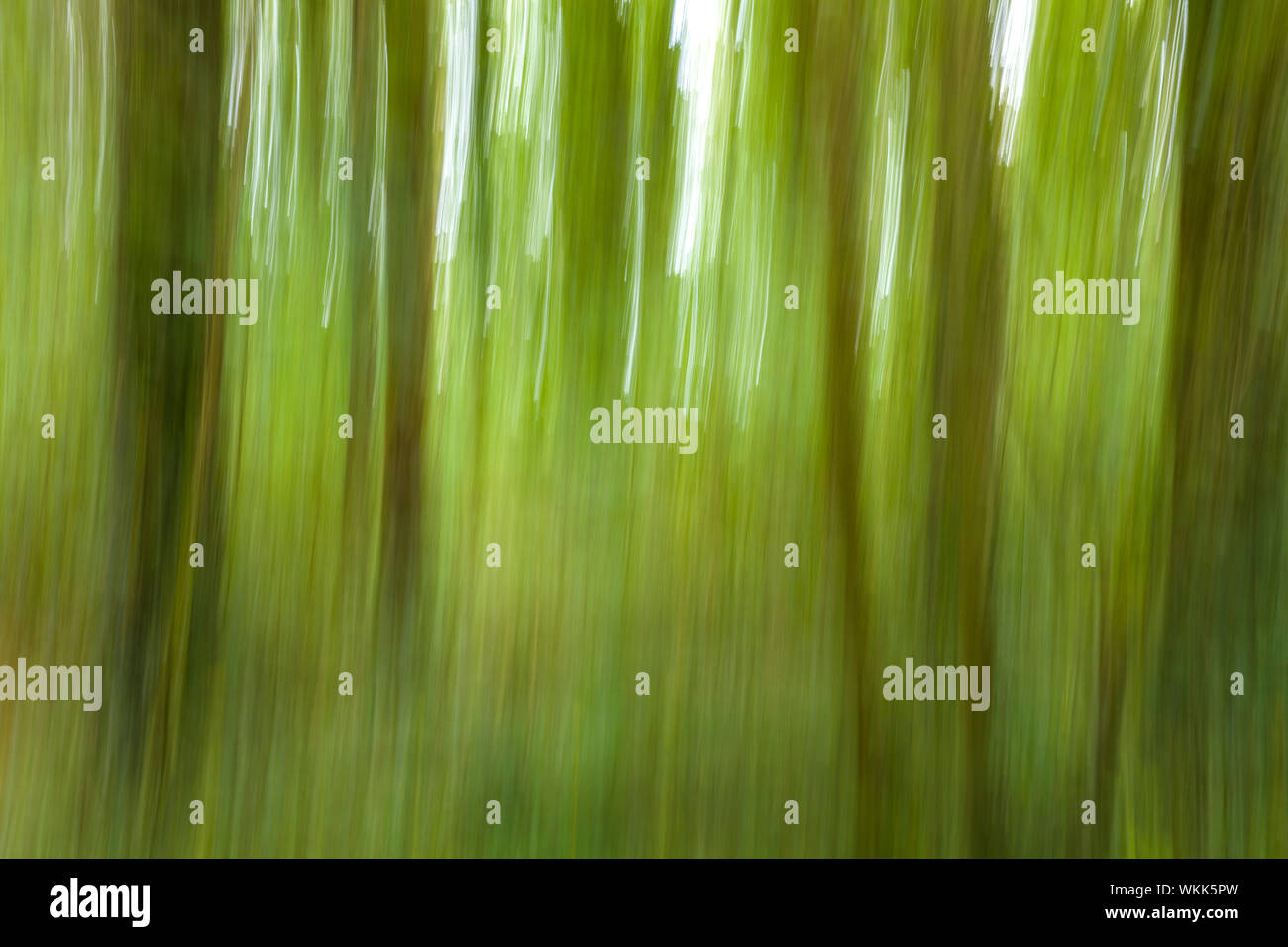 Abstract of blurred trees in green forest Stock Photo - Alamy