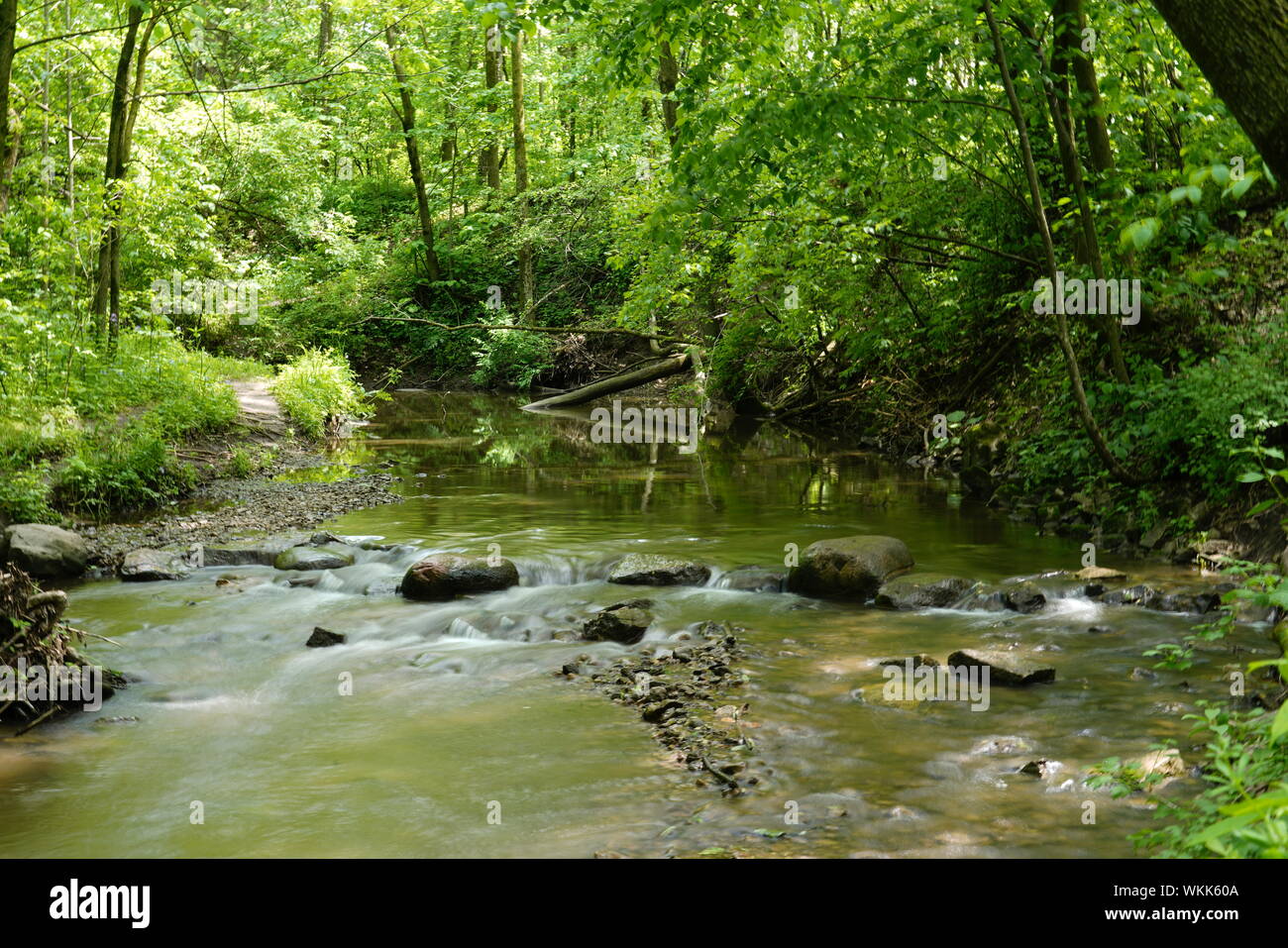 forest, trail, nature, landscape, green, tree, travel, mountain, park ...
