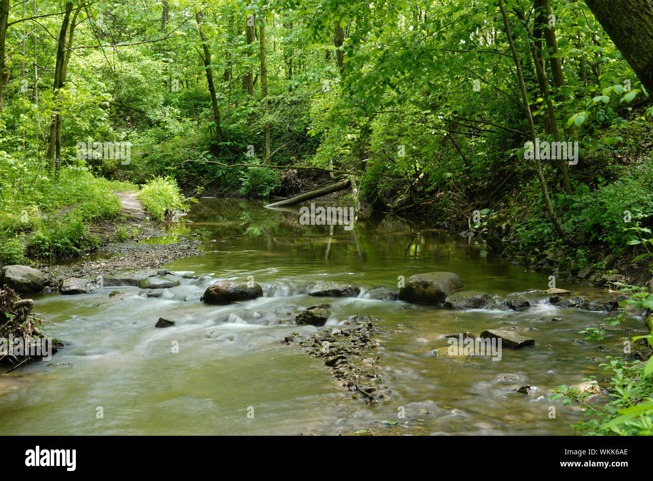 forest, trail, nature, landscape, green, tree, travel, mountain, park ...