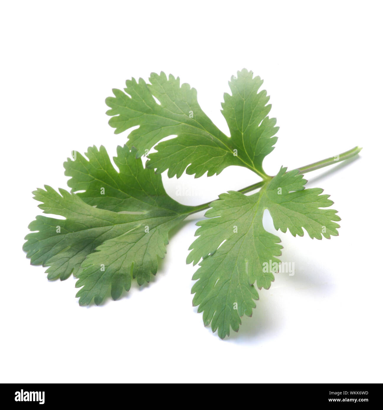 Fresh Coriander Leaf Isolated On White Stock Photo - Alamy
