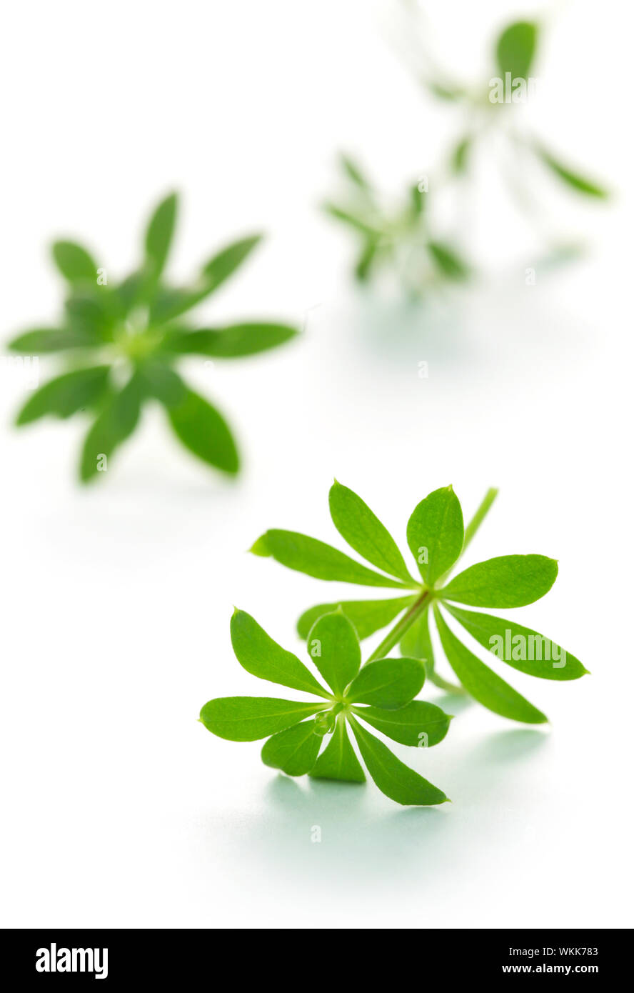 Woodruff flavor hi-res stock photography and images - Alamy