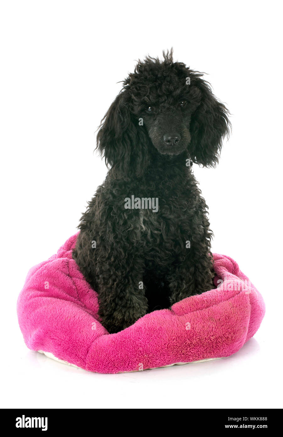 puppy poodle in front of a white background Stock Photo - Alamy