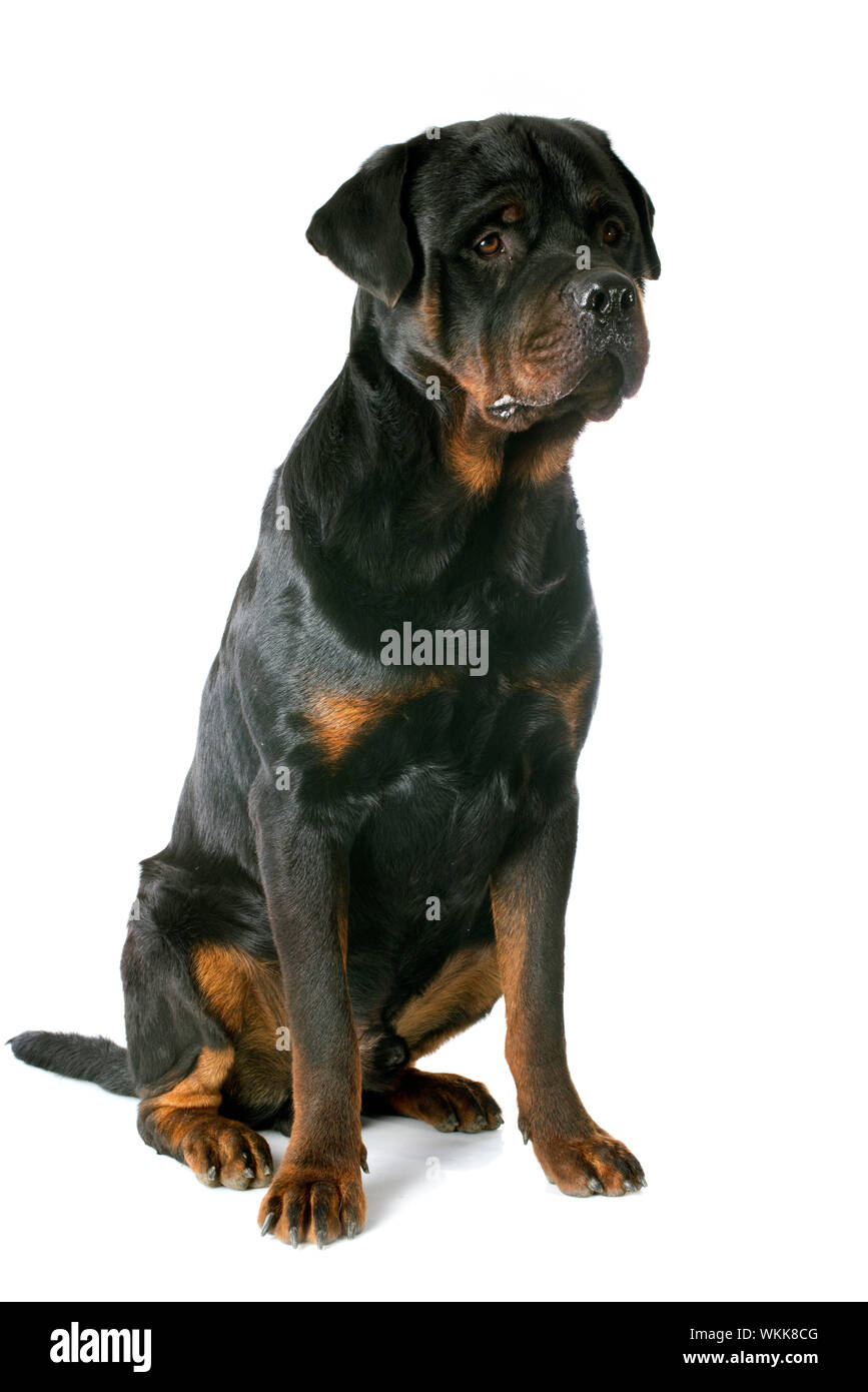 portrait of a purebred rottweiler in front of white background Stock ...