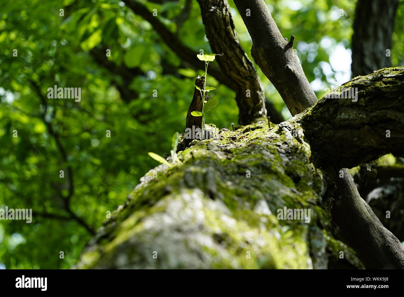 forest, trail, nature, landscape, green, tree, travel, mountain, park ...