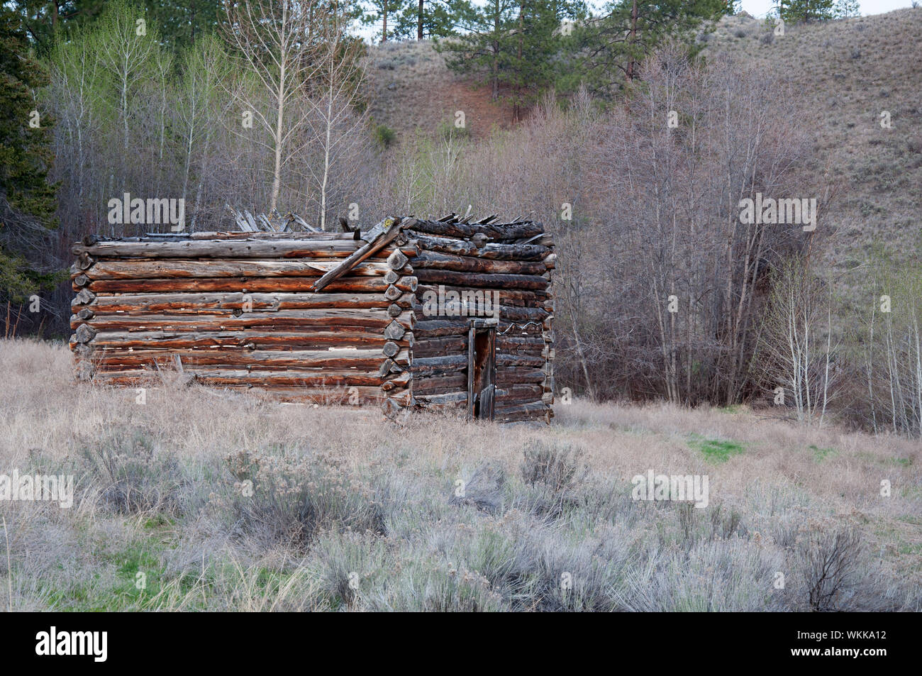 The old log cabin made in pioneer days was an original homestead log ...