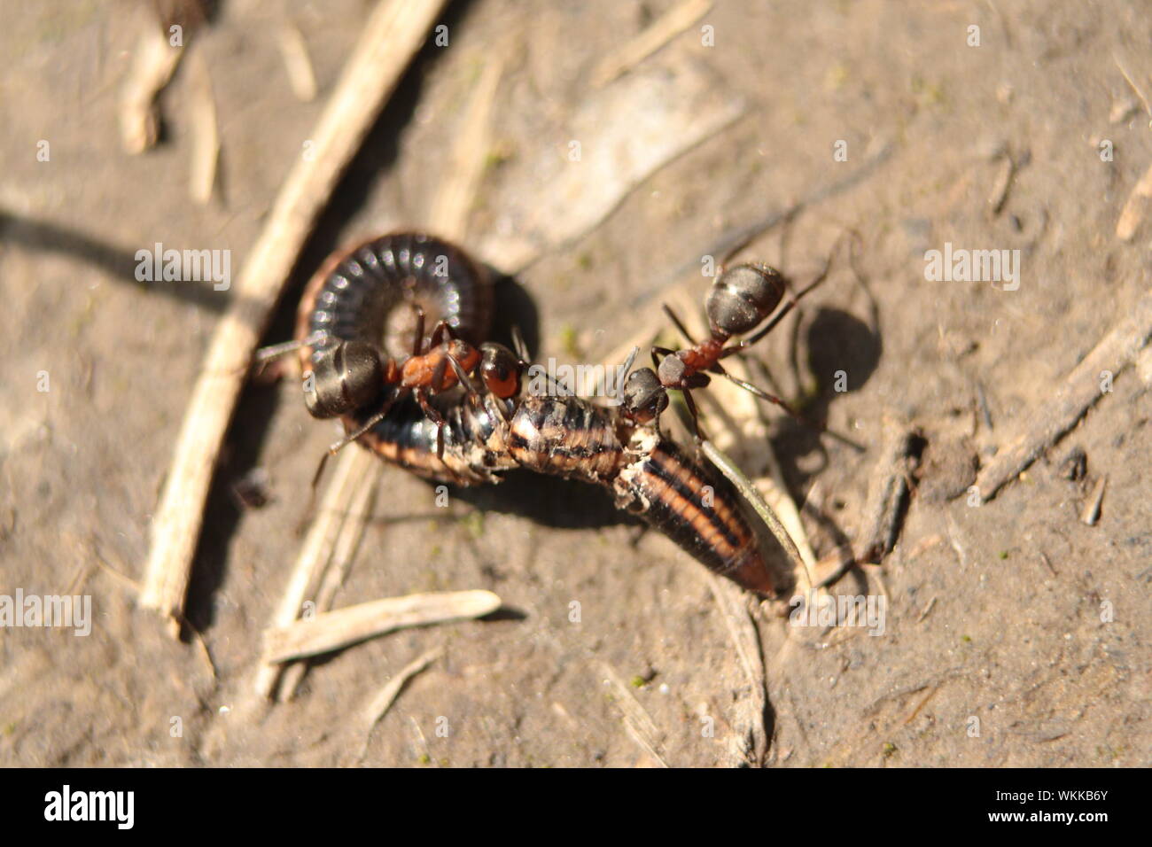Hunting ant hi-res stock photography and images - Alamy