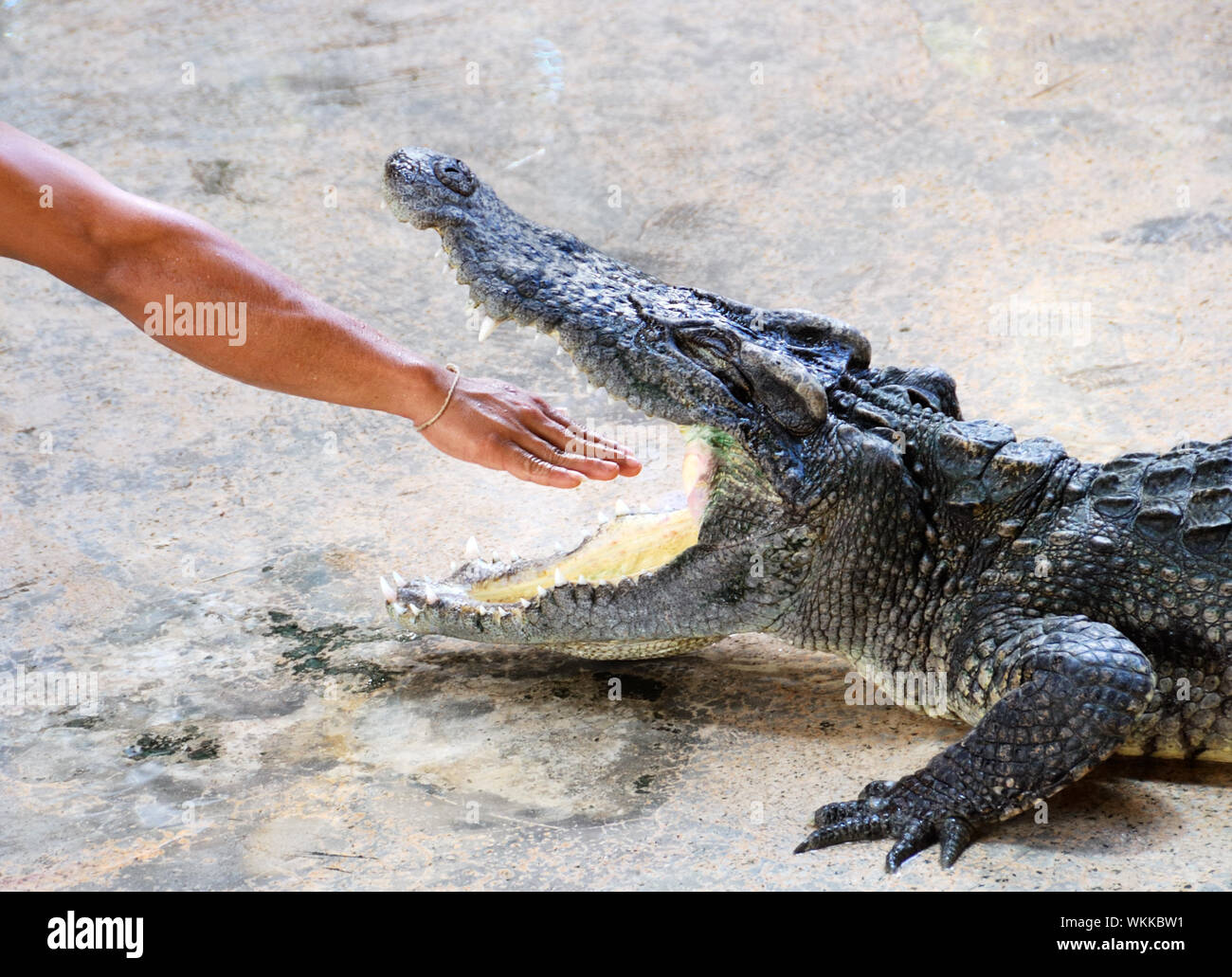 Real Alligators High Resolution Stock Photography and Images - Alamy
