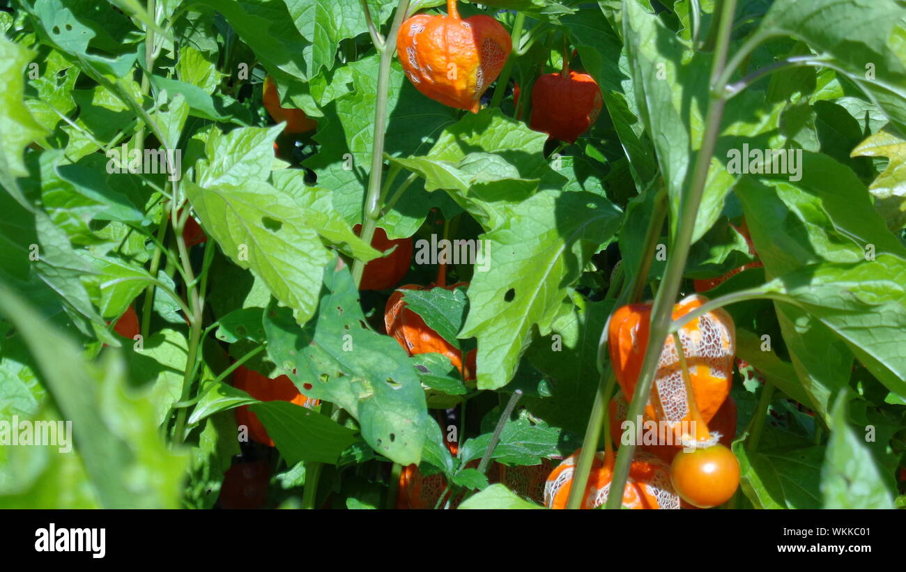Cherry growing hi-res stock photography and images - Alamy