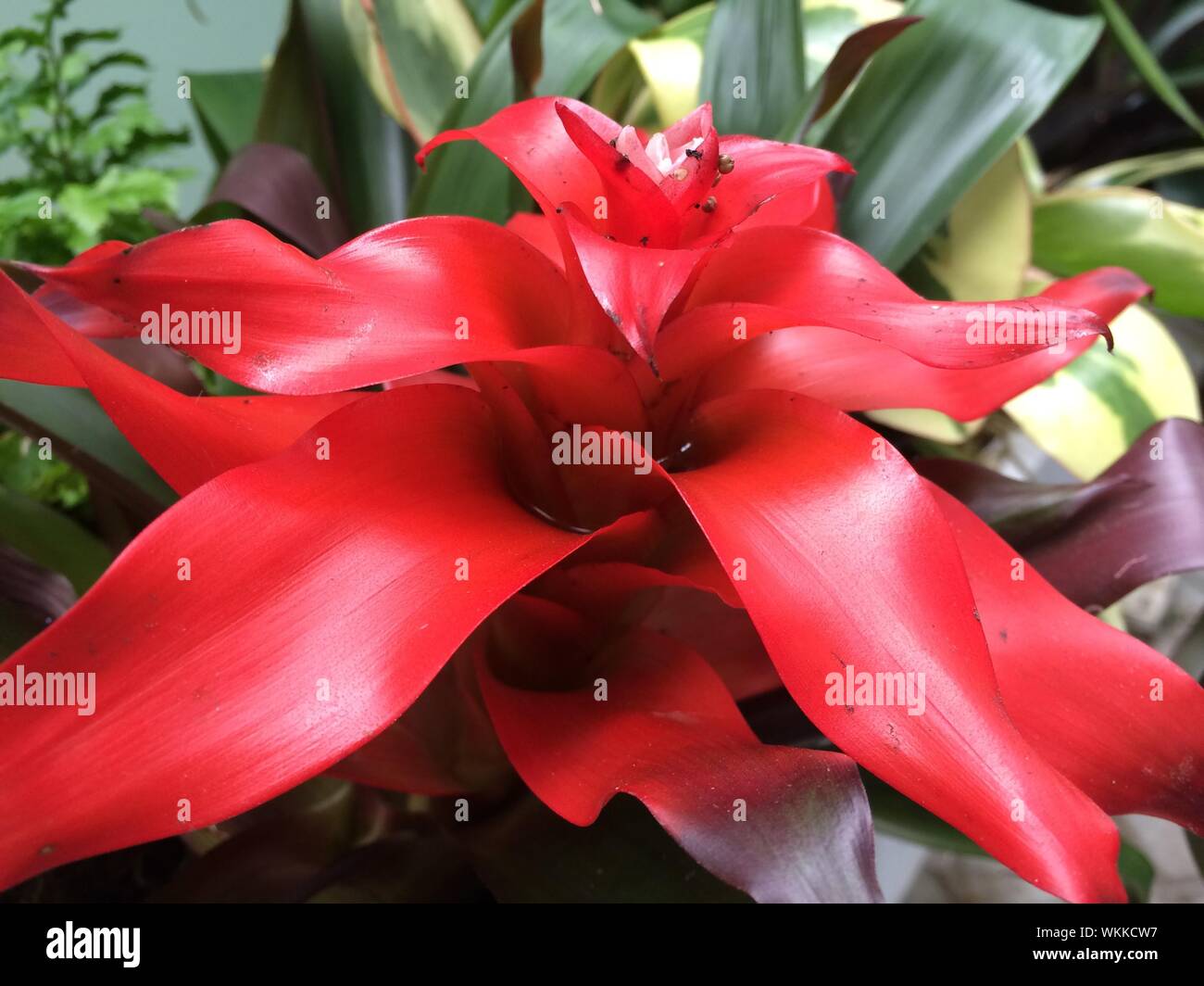 Guzmania High Resolution Stock Photography and Images - Alamy