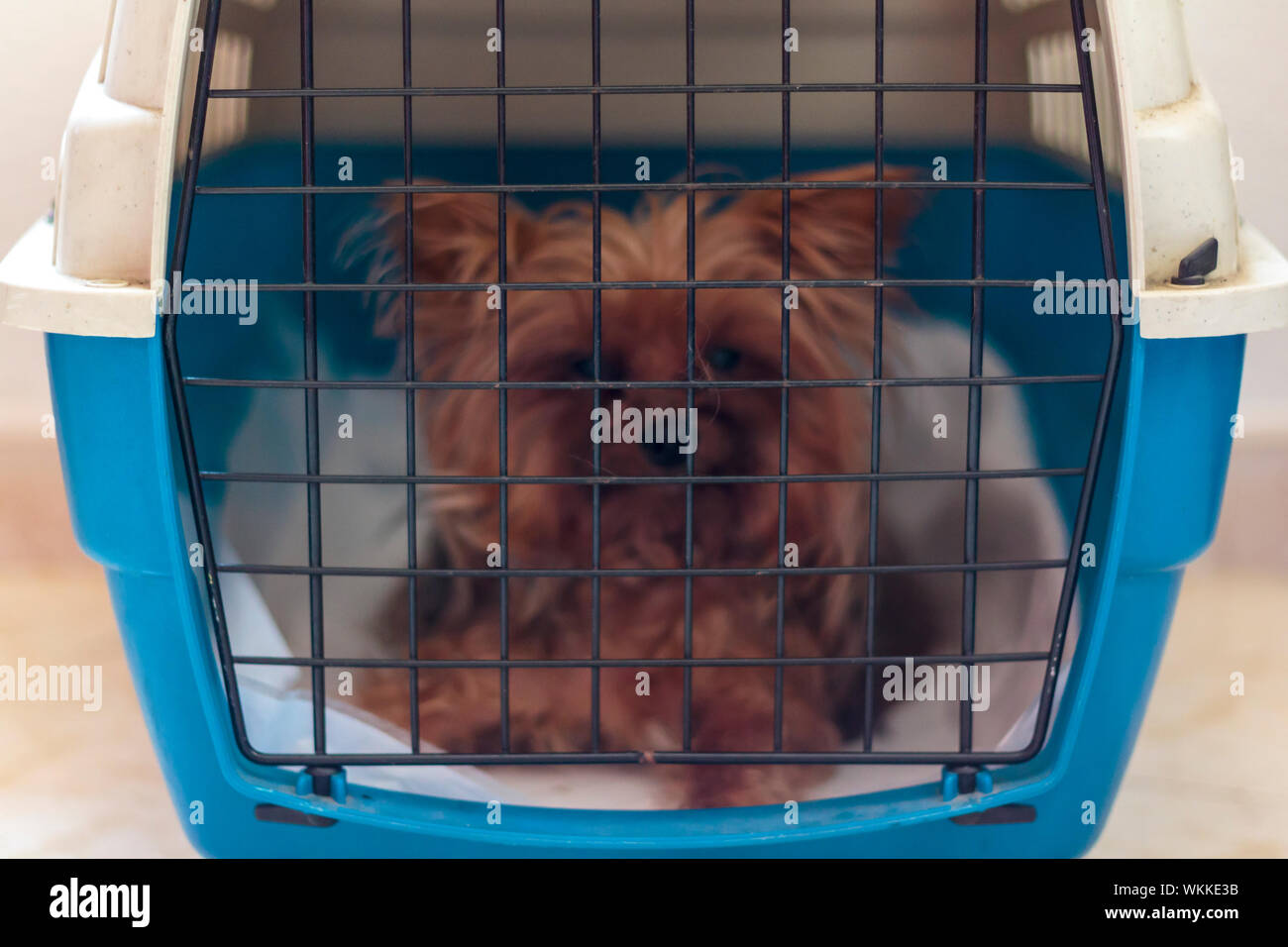 Carrier cage hi-res stock photography and images - Alamy