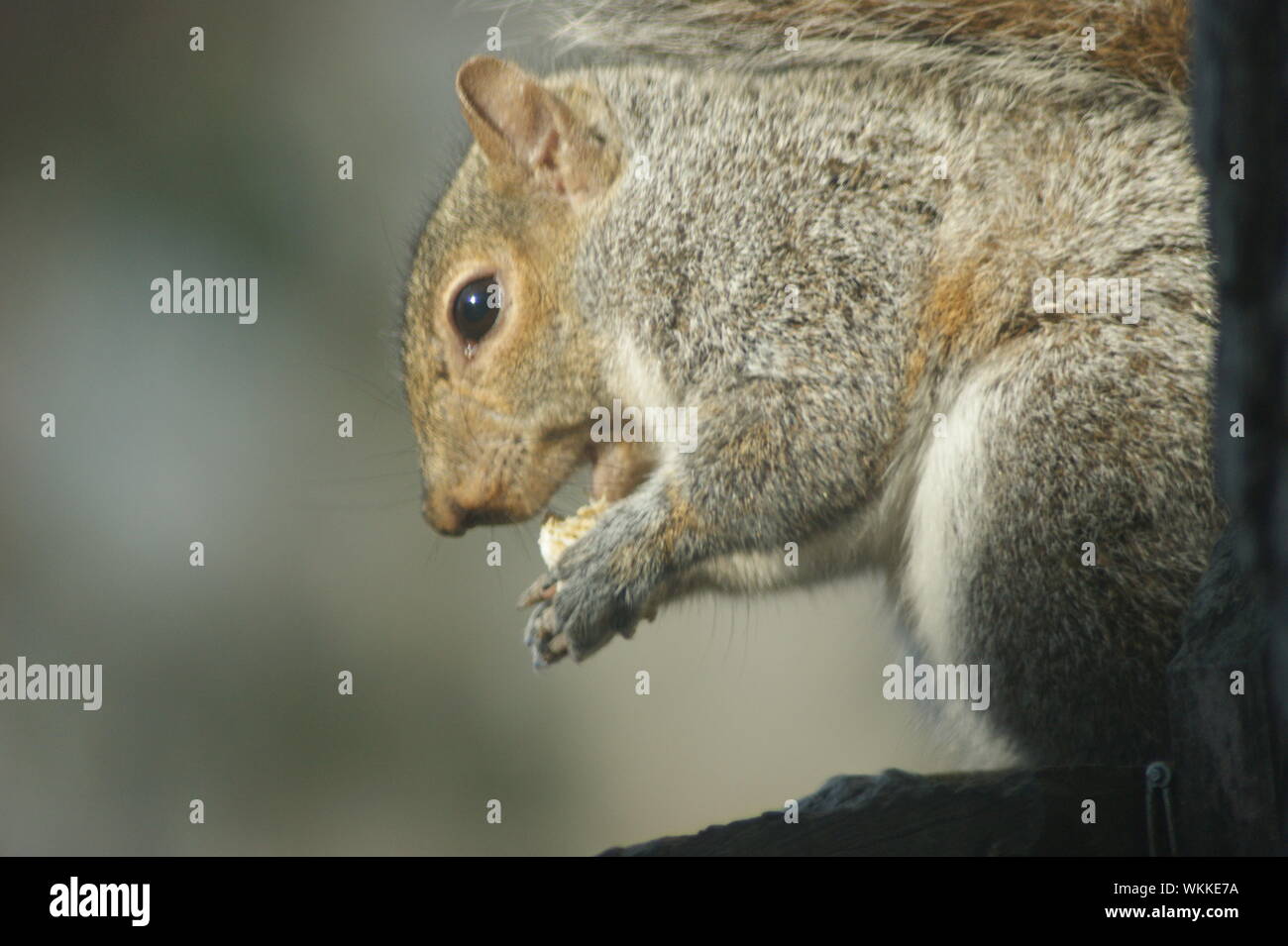 Squirrel close up profile view hi-res stock photography and images - Alamy