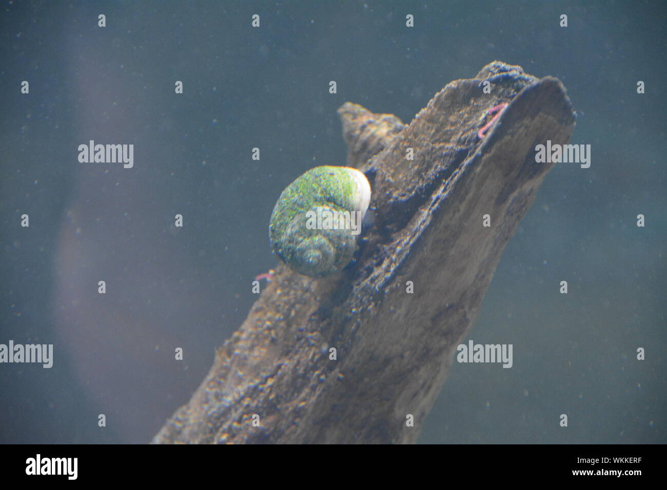 Sea snail underwater hi-res stock photography and images - Alamy