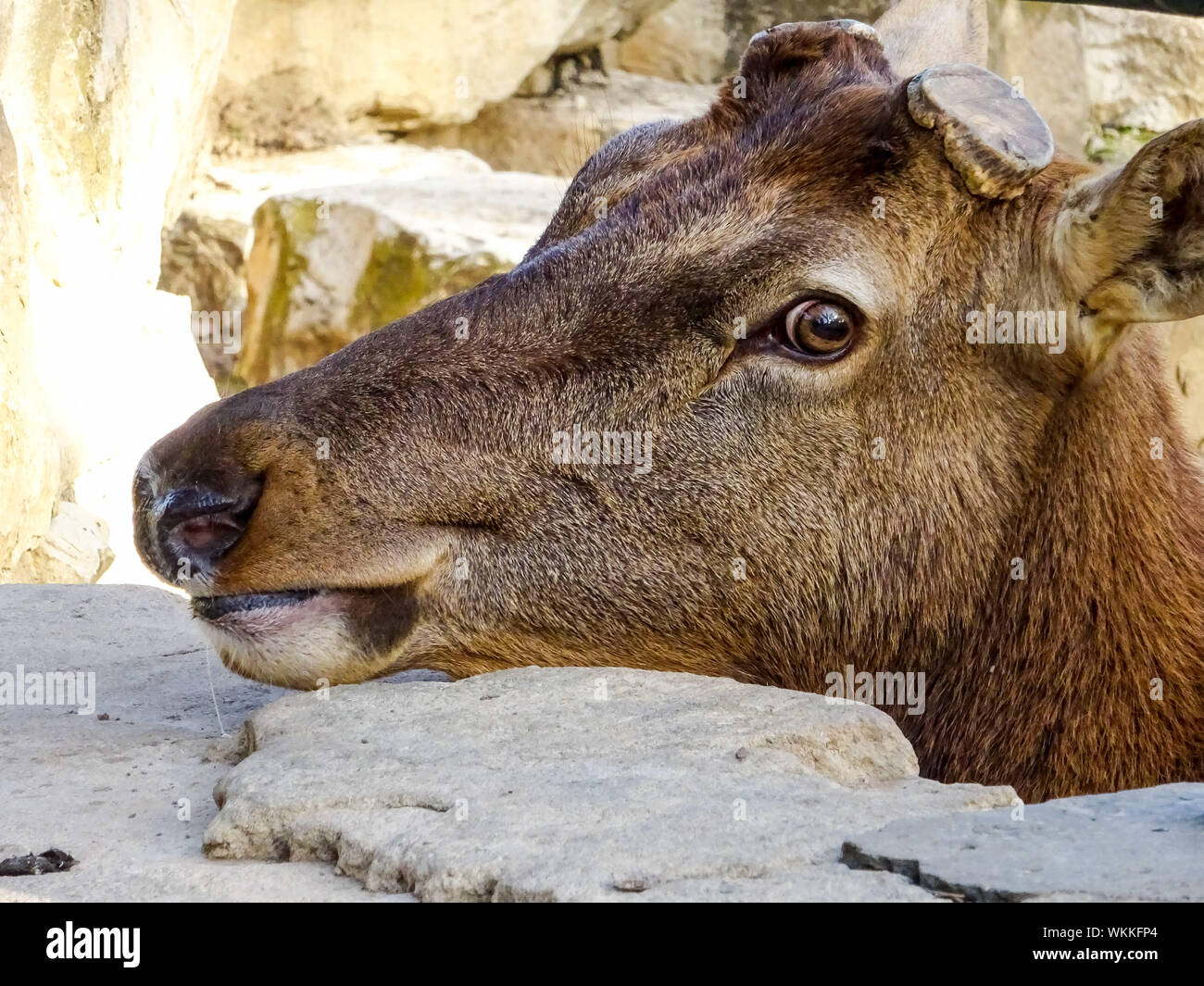 Animal rocks hi-res stock photography and images - Alamy