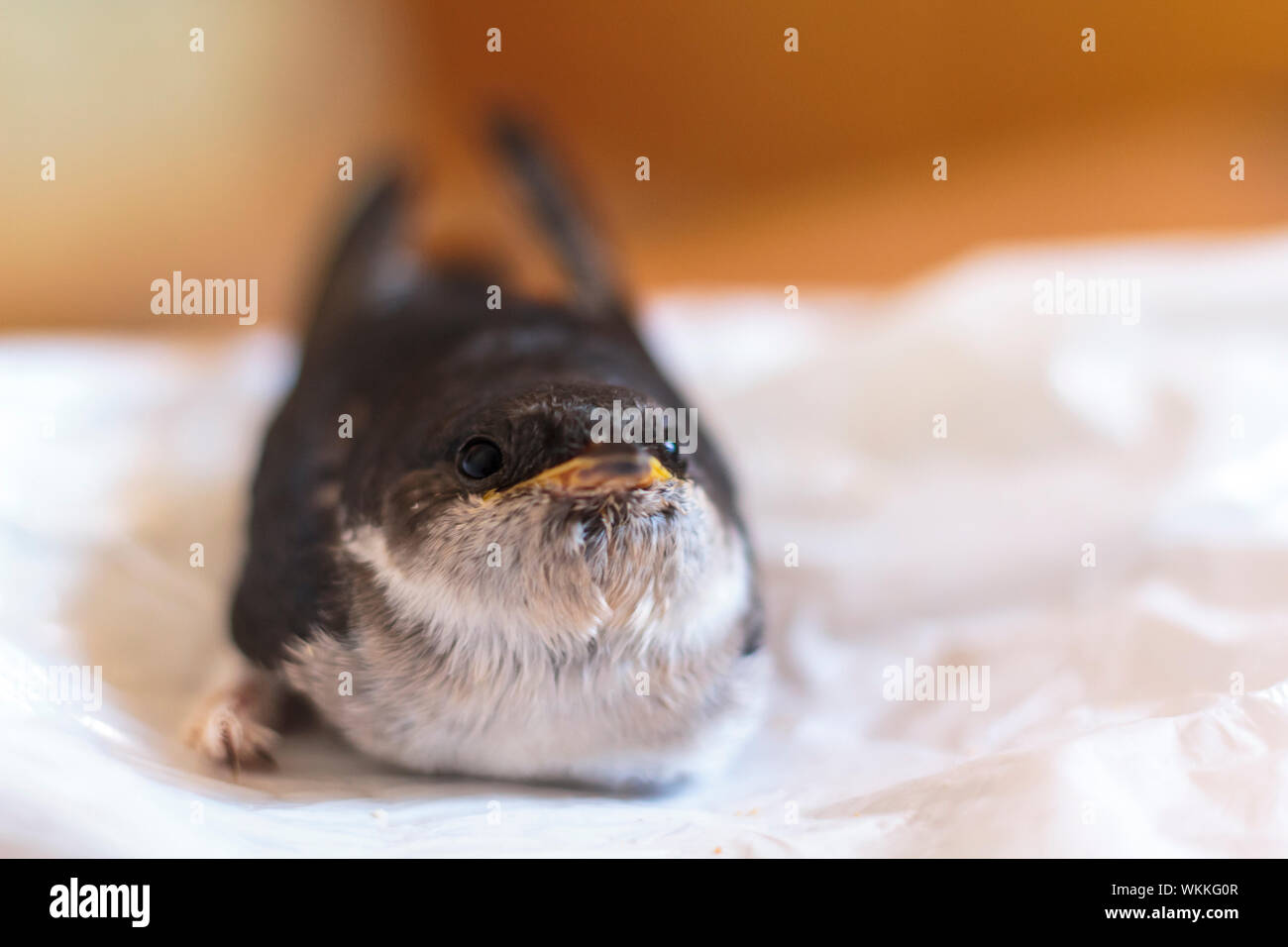 Baby swallow portrait with copy space Stock Photo - Alamy