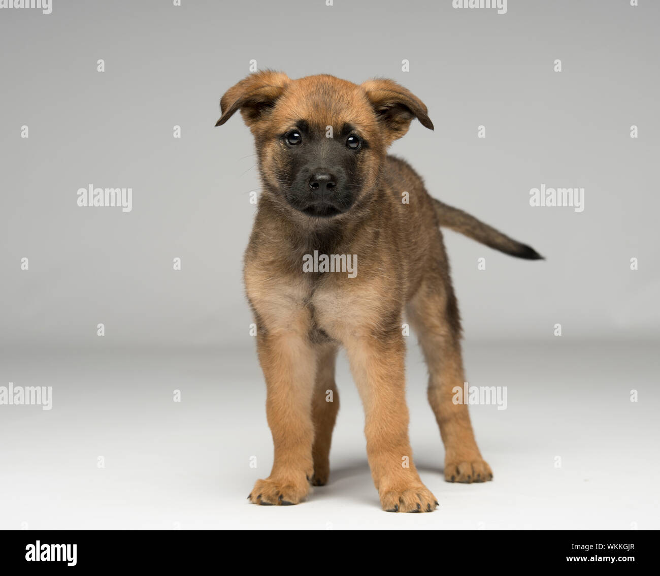 Gray german shepherd hi-res stock photography and images - Alamy