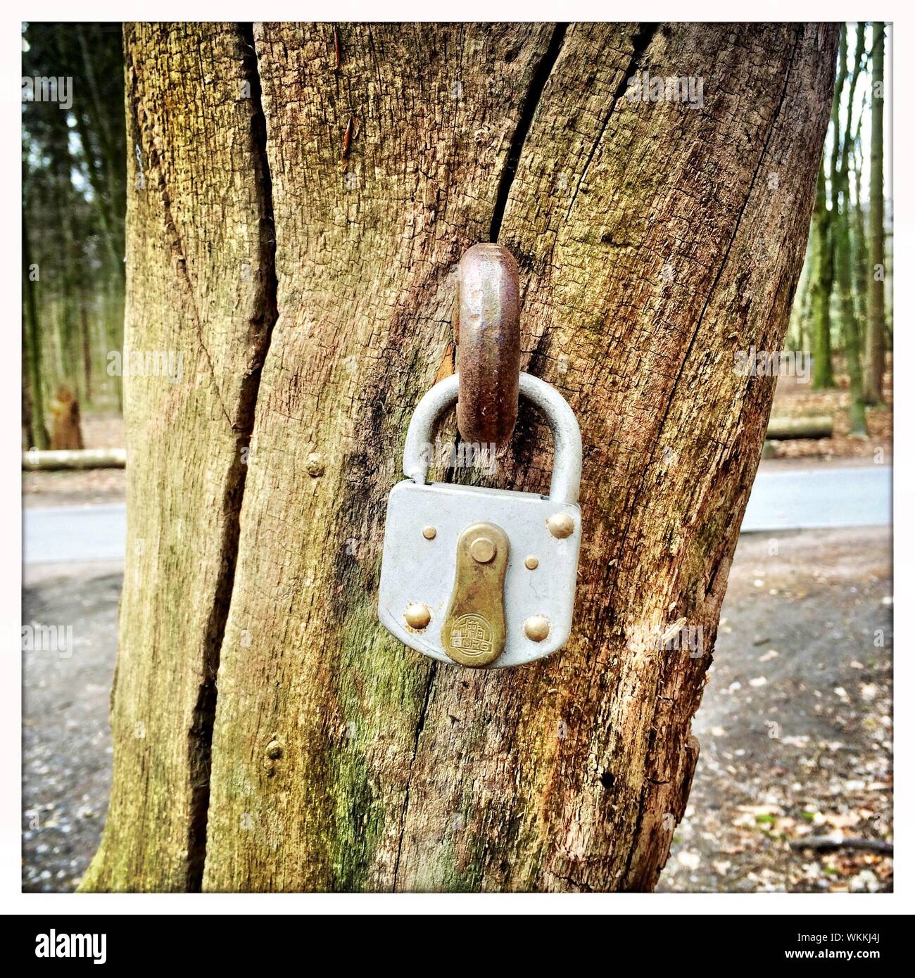 Tree foreground Cut Out Stock Images & Pictures - Alamy