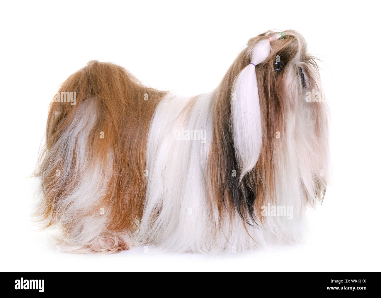 Lhasa apso dog on Cut Out Stock Images & Pictures - Alamy