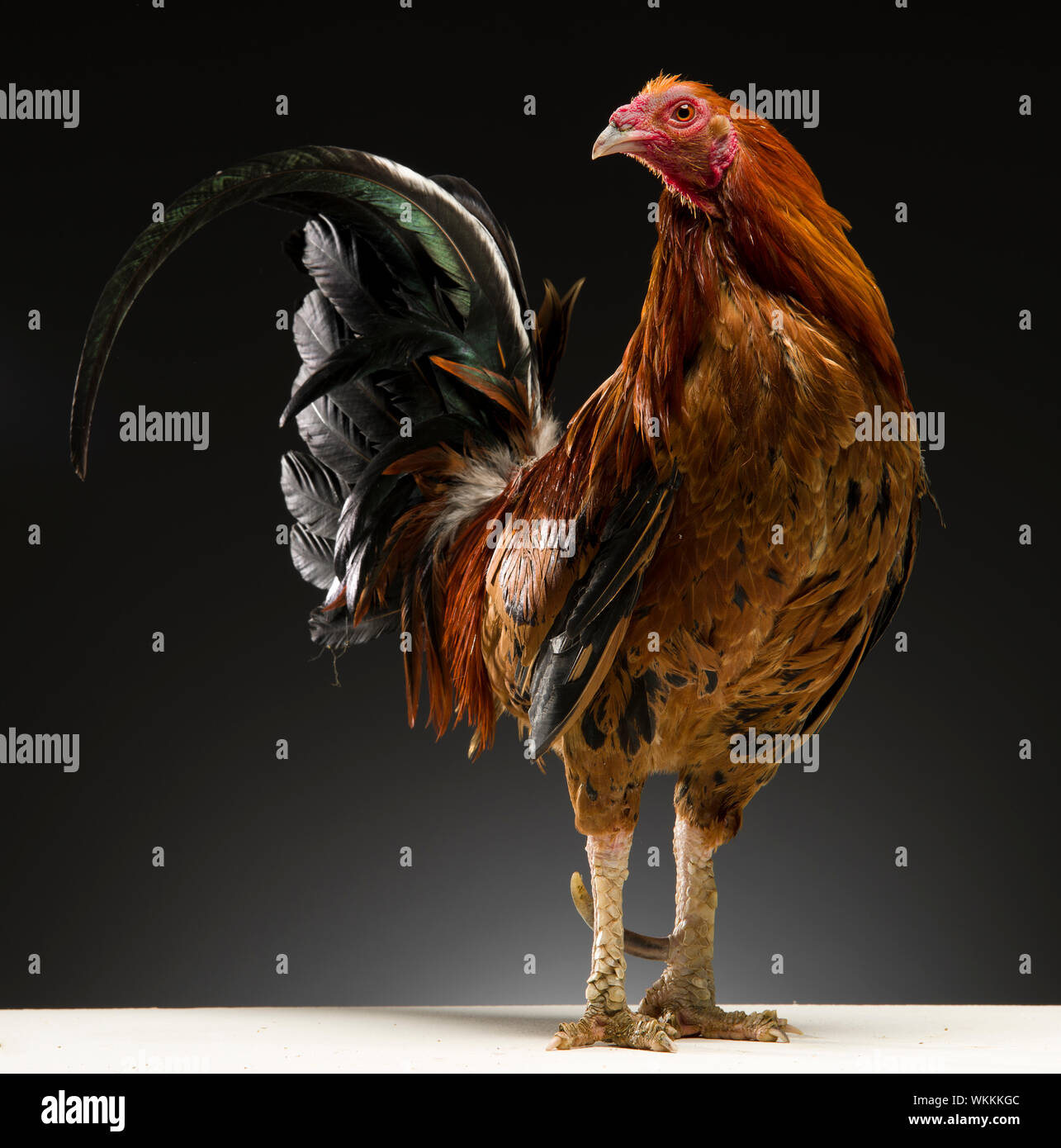 Black rooster hi-res stock photography and images - Alamy