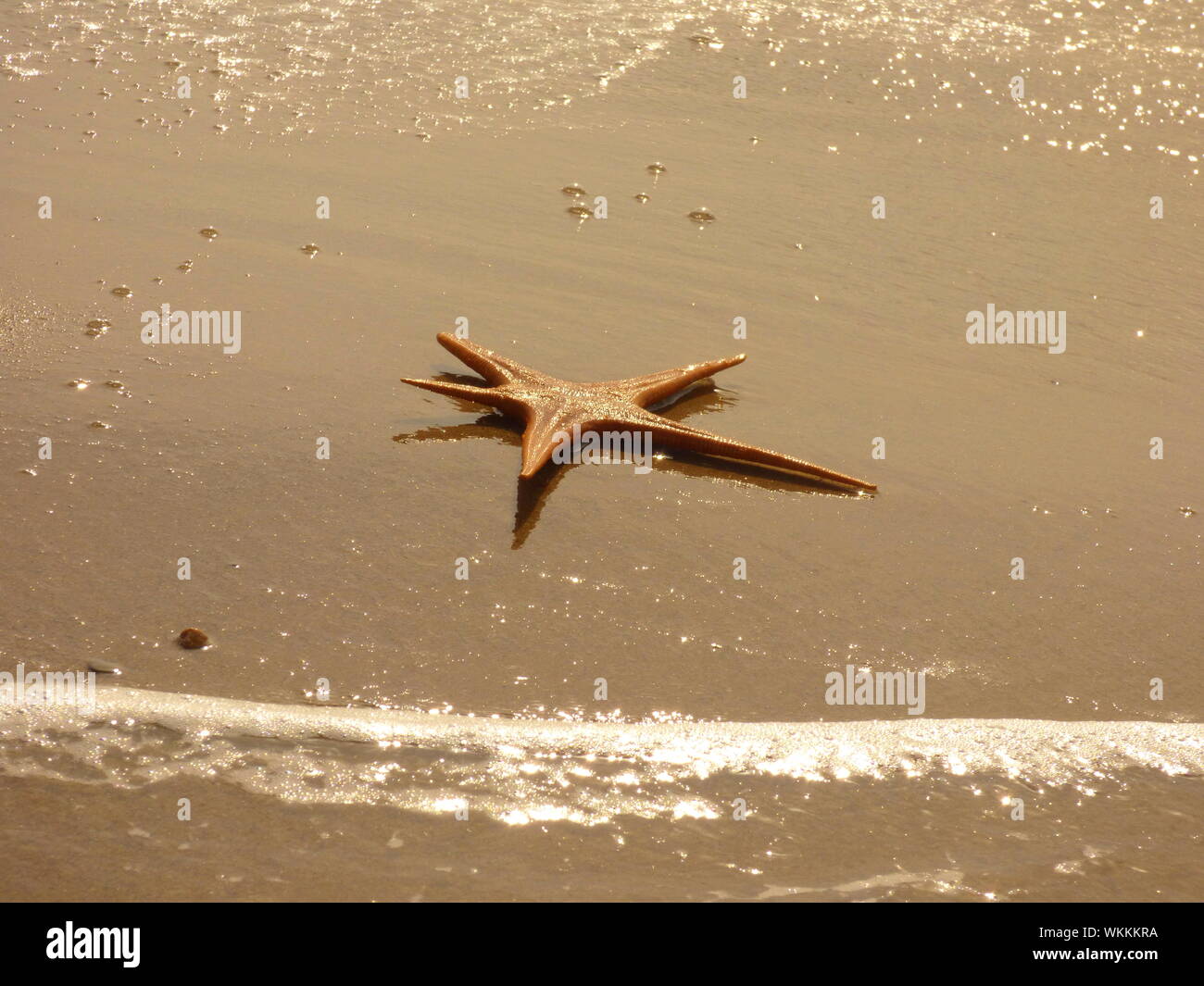 Dead starfish shore hi-res stock photography and images - Alamy