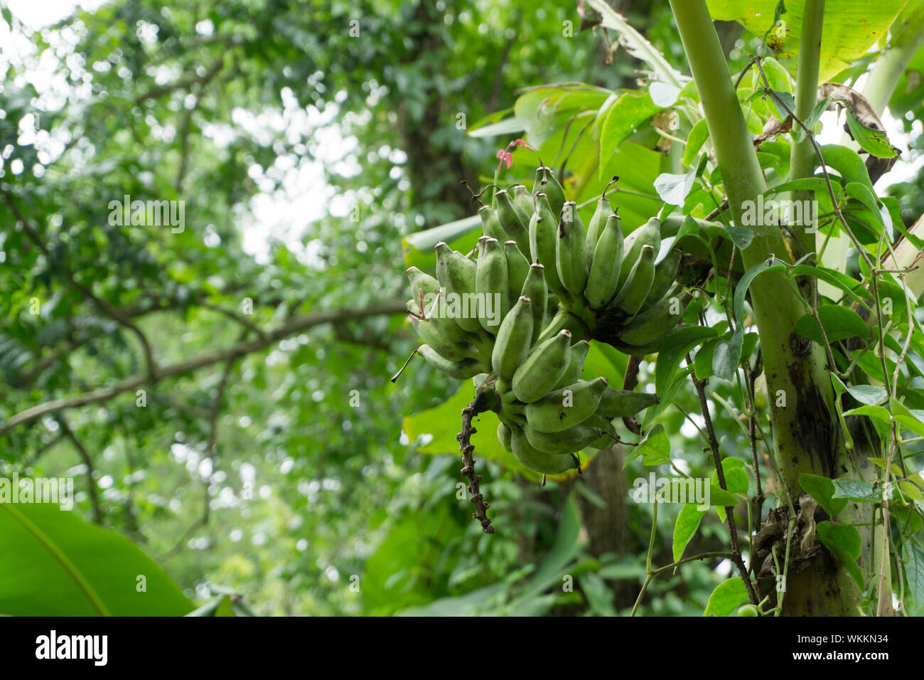 Banana leaf tree hi-res stock photography and images - Alamy