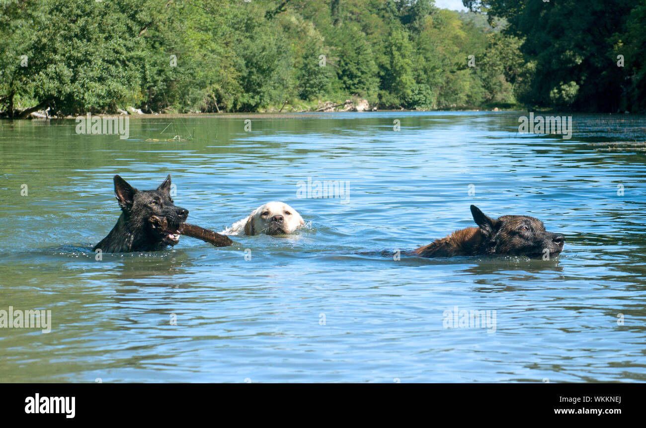 Three belgian shepherd dogs hi-res stock photography and images - Alamy