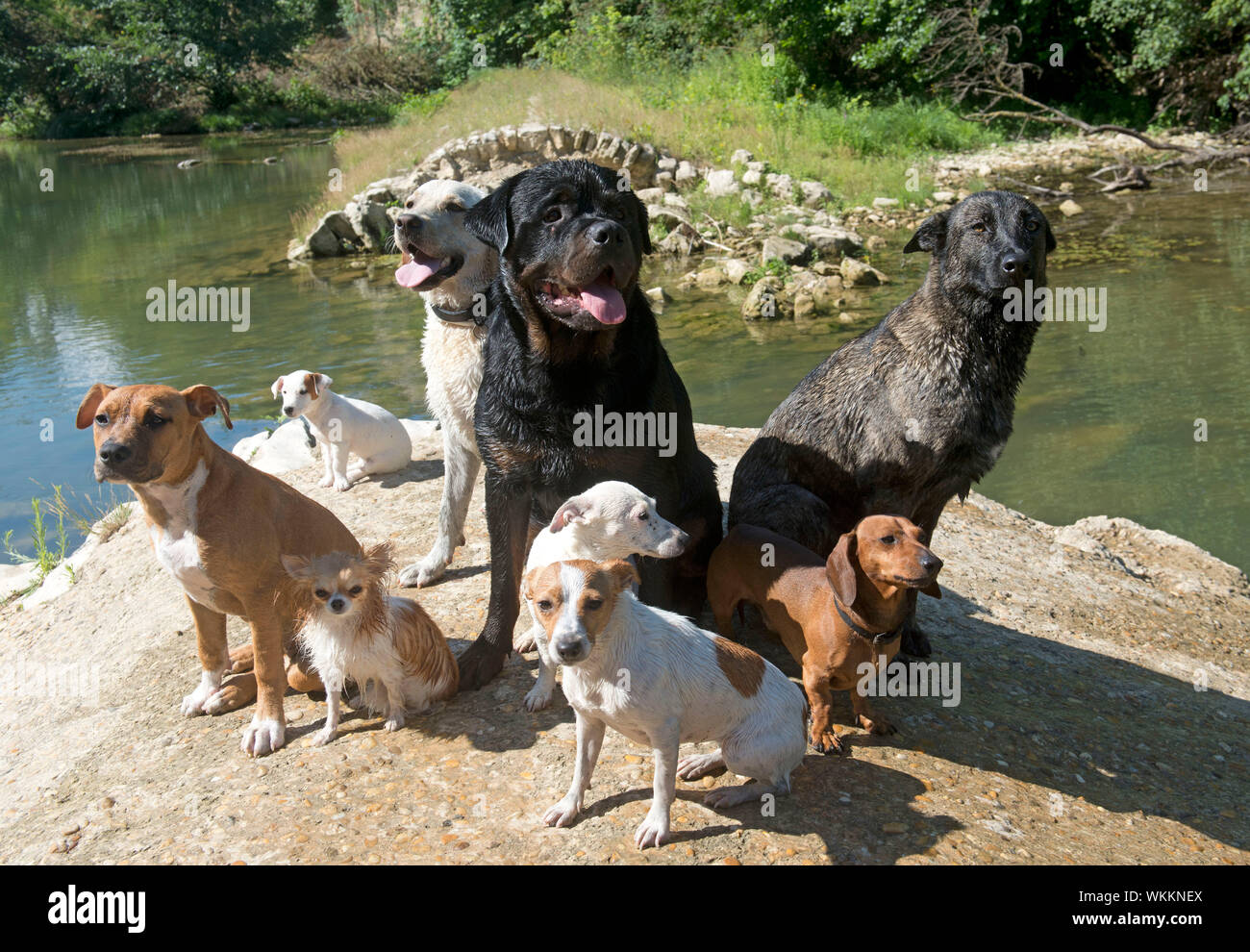 Rottweiler in a river hi-res stock photography and images - Alamy