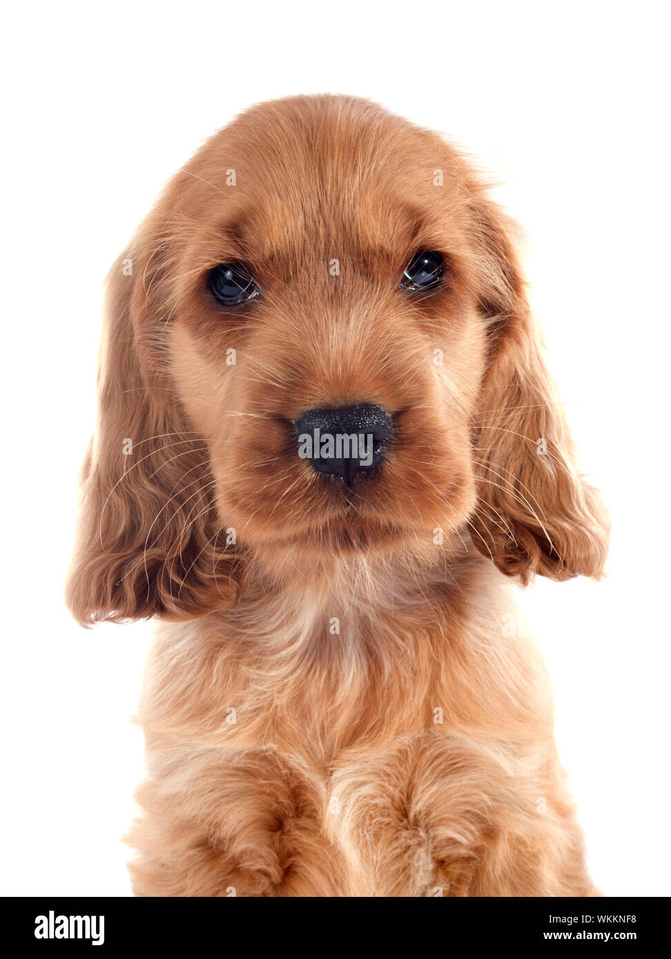 portrait of a purebred puppy english cocker in a studio Stock Photo - Alamy