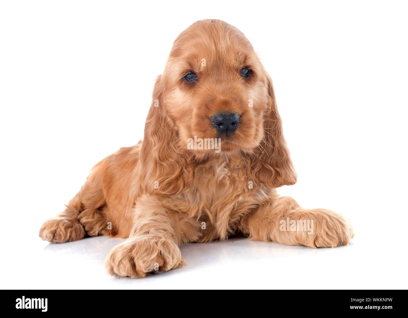portrait of a purebred puppy english cocker in a studio Stock Photo - Alamy