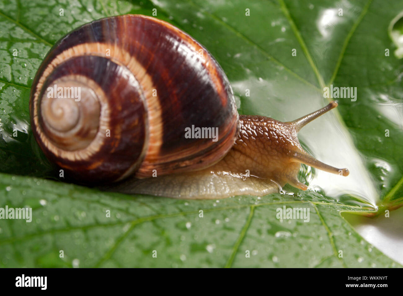 Grapes and a snail hi-res stock photography and images - Alamy