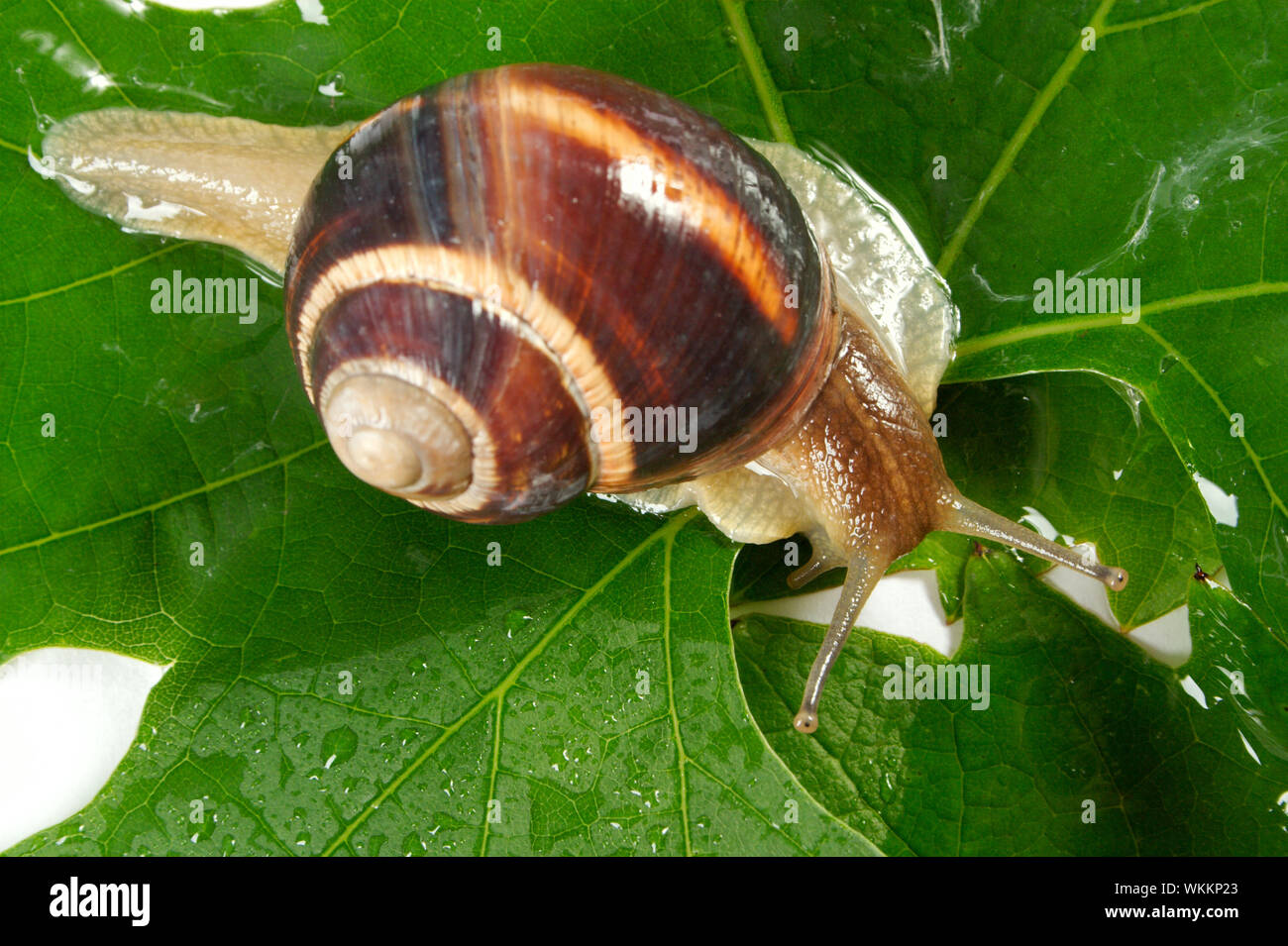 Grape snail on a sheet of a grapes in drops of a rain Stock Photo - Alamy