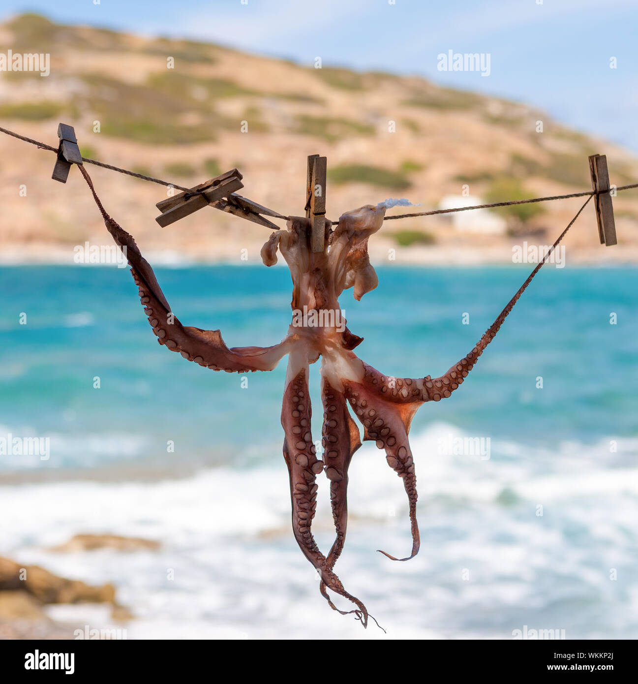 Drying octopus on sun. This method of drying is one that has been used ...