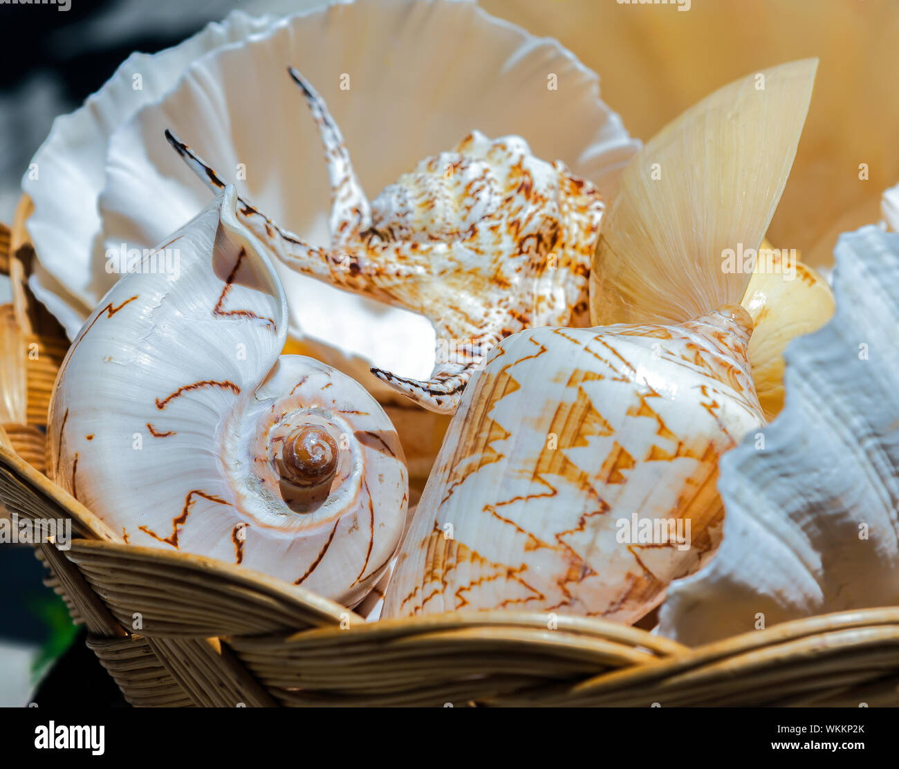 Sea shells in a basket in local market in Agios Nikolaos. Traditional ...