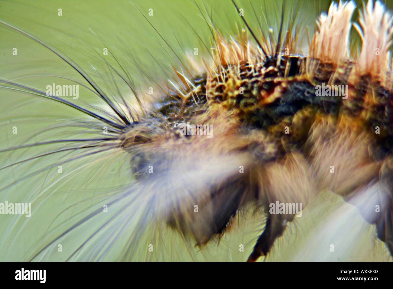 Caterpillar extreme close up High Resolution Stock Photography and ...