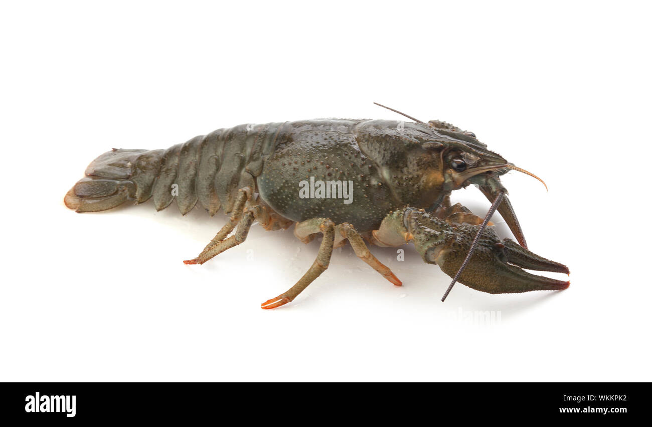 Crayfish alive hi-res stock photography and images - Alamy