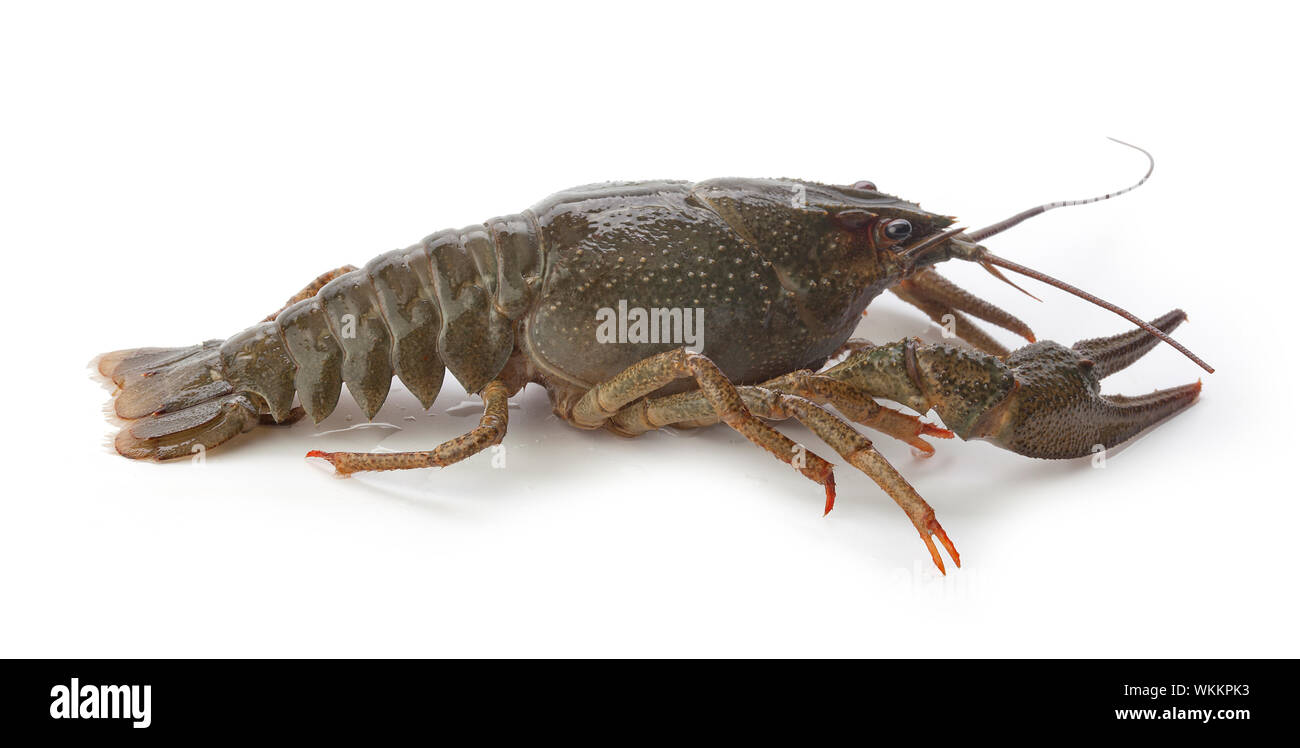 Crustacean fauna hi-res stock photography and images - Alamy