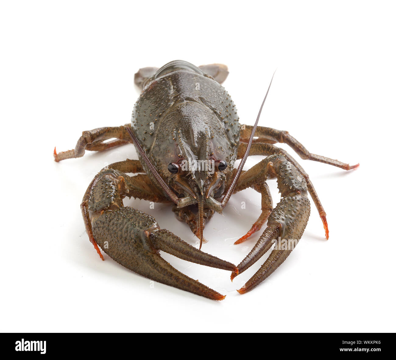 Living alive hi-res stock photography and images - Alamy