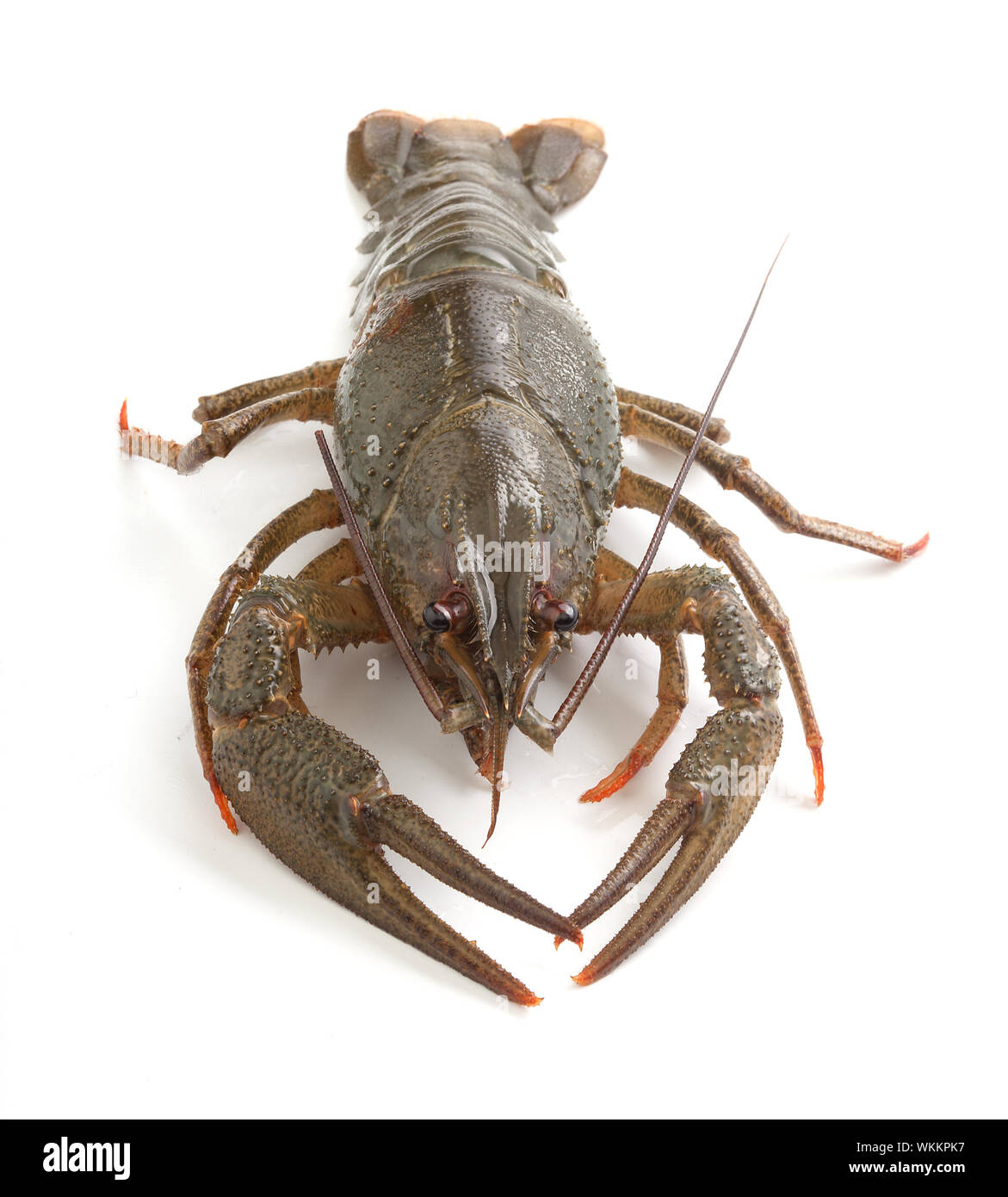 Alive isolated crawfish on the white background Stock Photo - Alamy