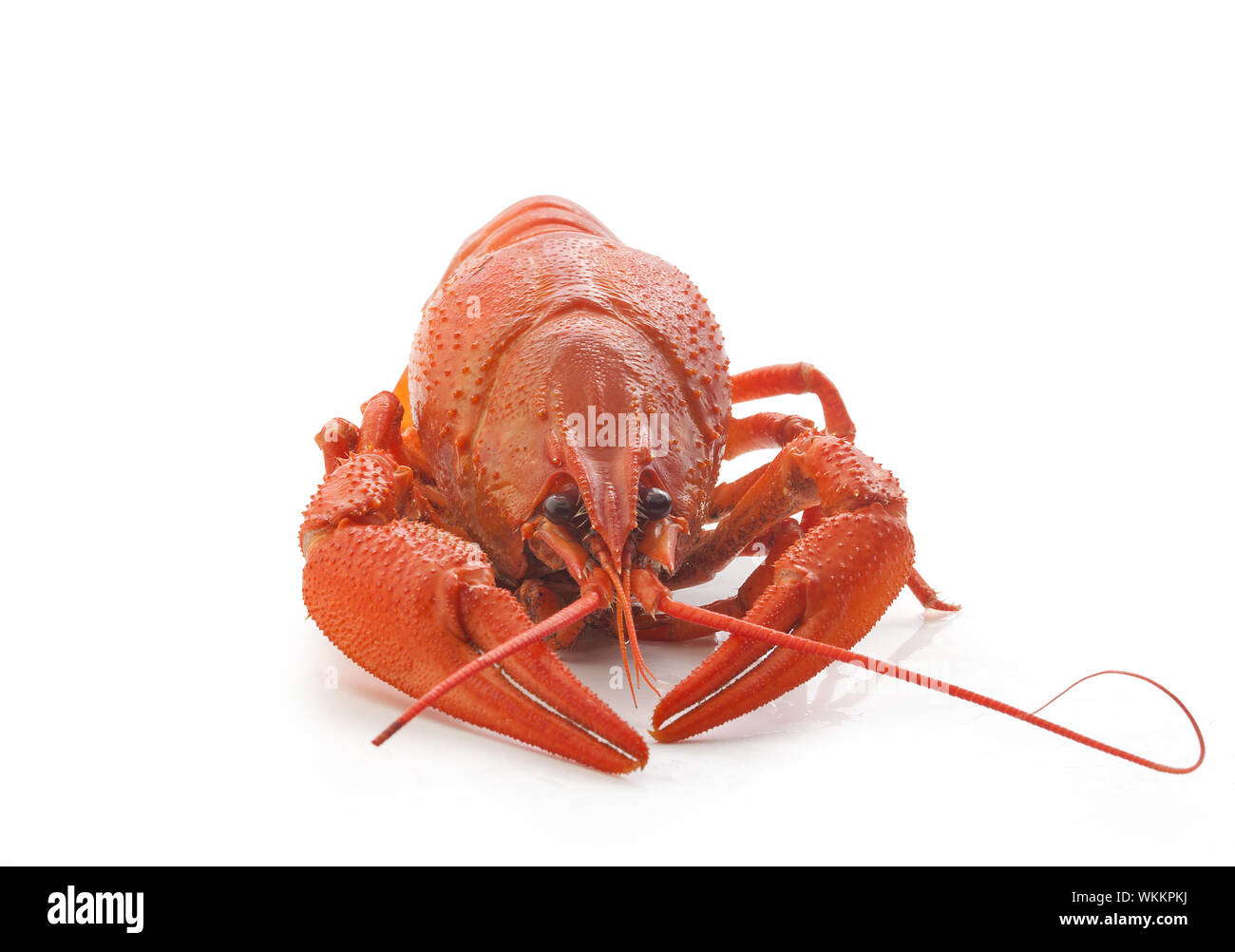 Boiled crawfish hi-res stock photography and images - Alamy