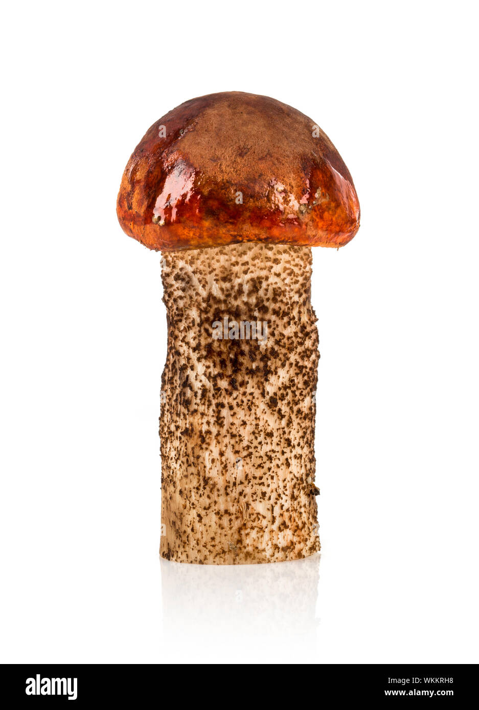 Orange-cap Boletus mushroom on a white background Stock Photo - Alamy